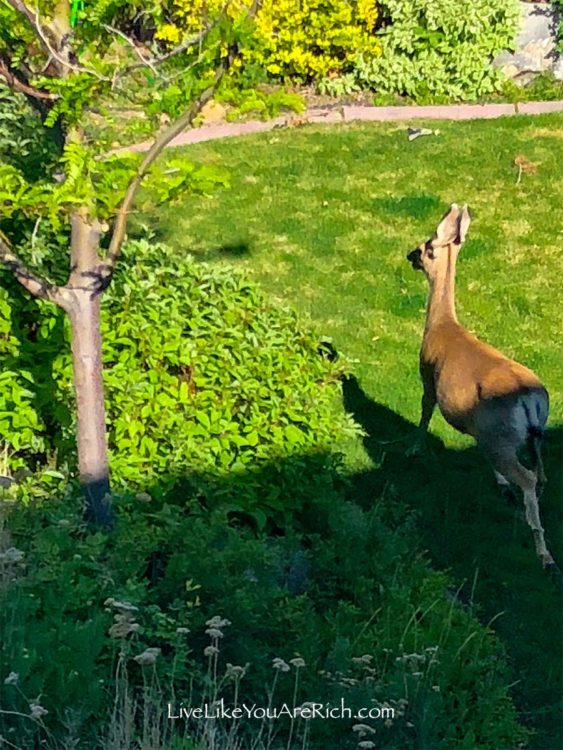 Maintenance-Free Weedless Flower Beds in 10 Steps - Live Like You Are Rich