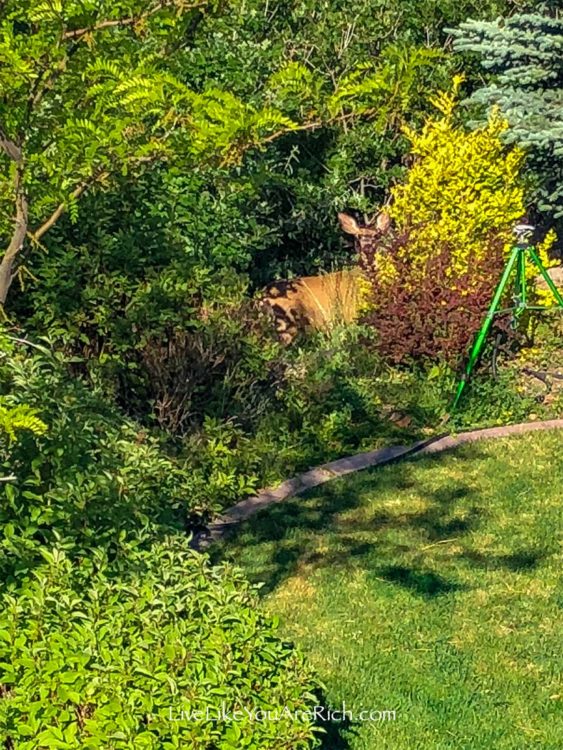 Maintenance-Free Weedless Flower Beds in 10 Steps - Live Like You Are Rich