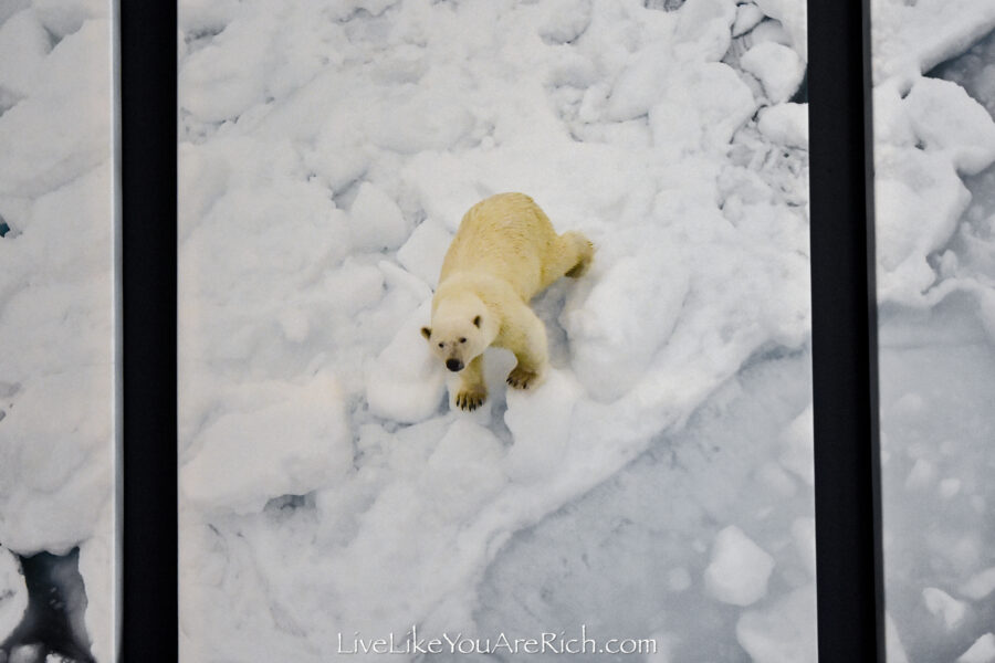 Kids Arctic Polar Bear-Themed Room - Live Like You Are Rich